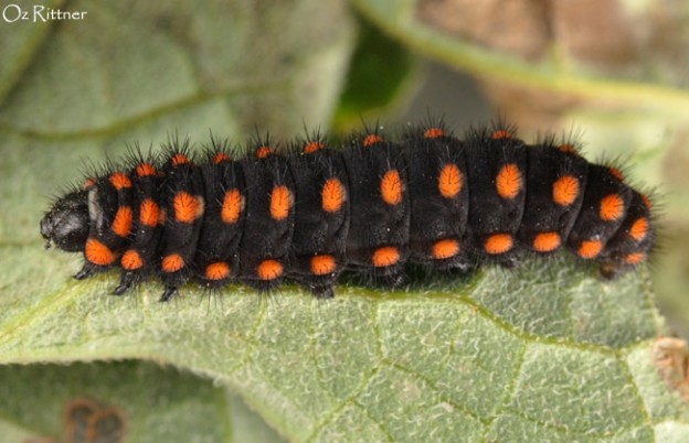 מגדיר זחלים Caterpillars | אתר הטבע הישראלי Israel's Nature Site