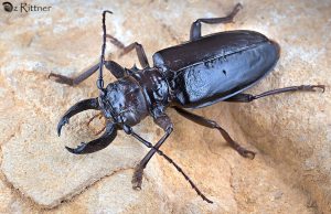 משפחת היקרוניתיים Cerambycidae | אתר הטבע הישראלי Israel's Nature Site
