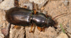 משפחת הרצניתיים Carabidae | אתר הטבע הישראלי Israel's Nature Site