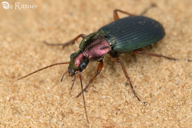 משפחת הרצניתיים Carabidae | אתר הטבע הישראלי Israel's Nature Site
