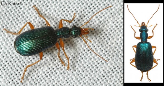 משפחת הרצניתיים Carabidae | אתר הטבע הישראלי Israel's Nature Site