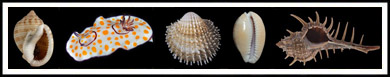 רכיכות Molluscs | אתר הטבע הישראלי Israel's Nature Site