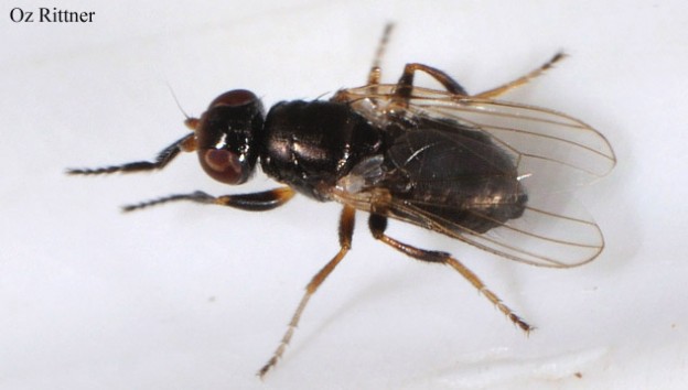 סדרת הזבובאים Diptera | אתר הטבע הישראלי Israel's Nature Site