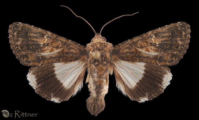 משפחת התינשמיתיים Noctuidae | אתר הטבע הישראלי Israel's Nature Site