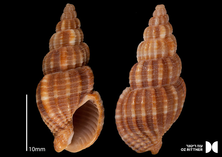 ים-תיכון Mediterranean sea | אתר הטבע הישראלי Israel's Nature Site